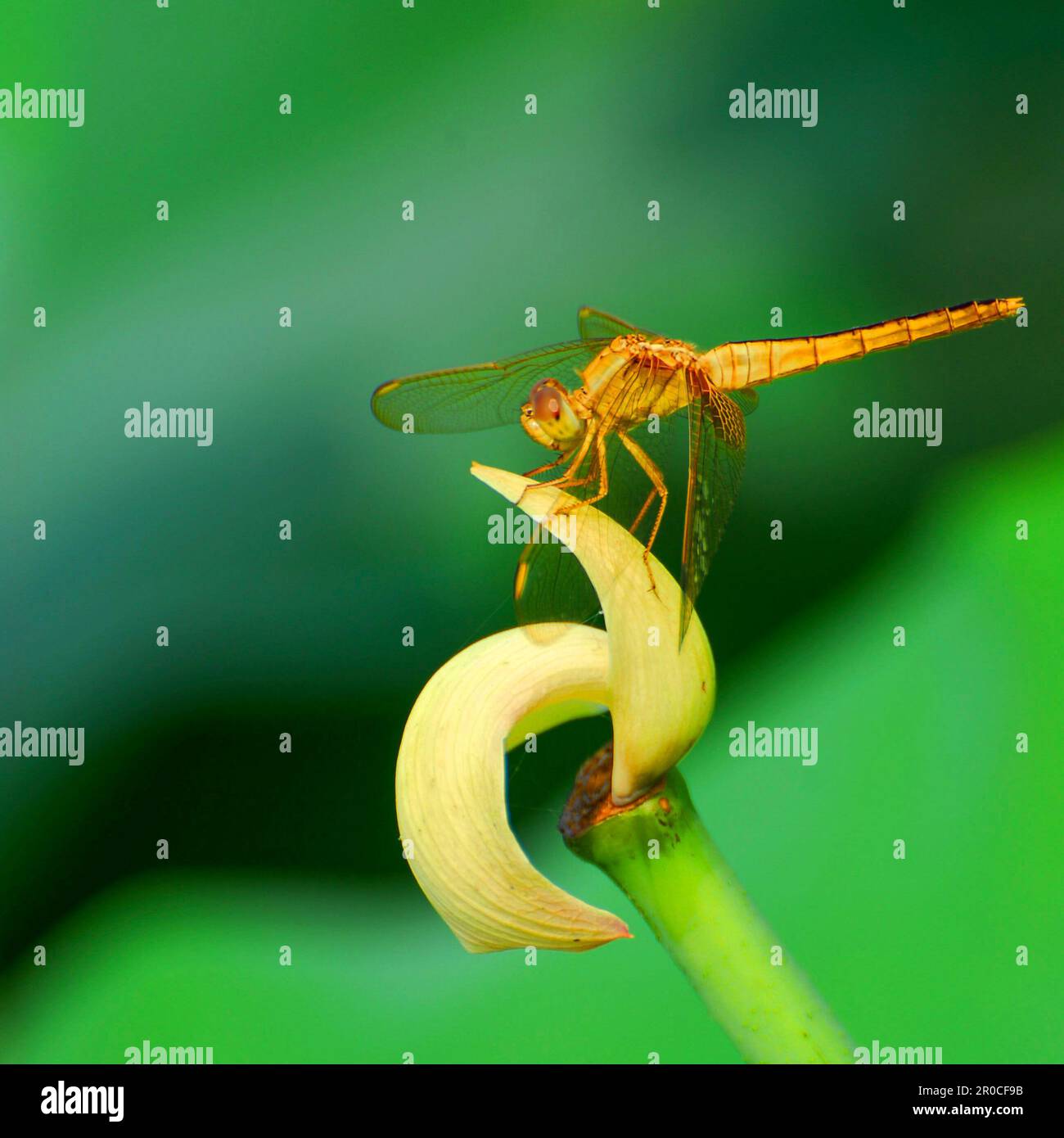 dragonfly lands on a lotus pod Stock Photo - Alamy