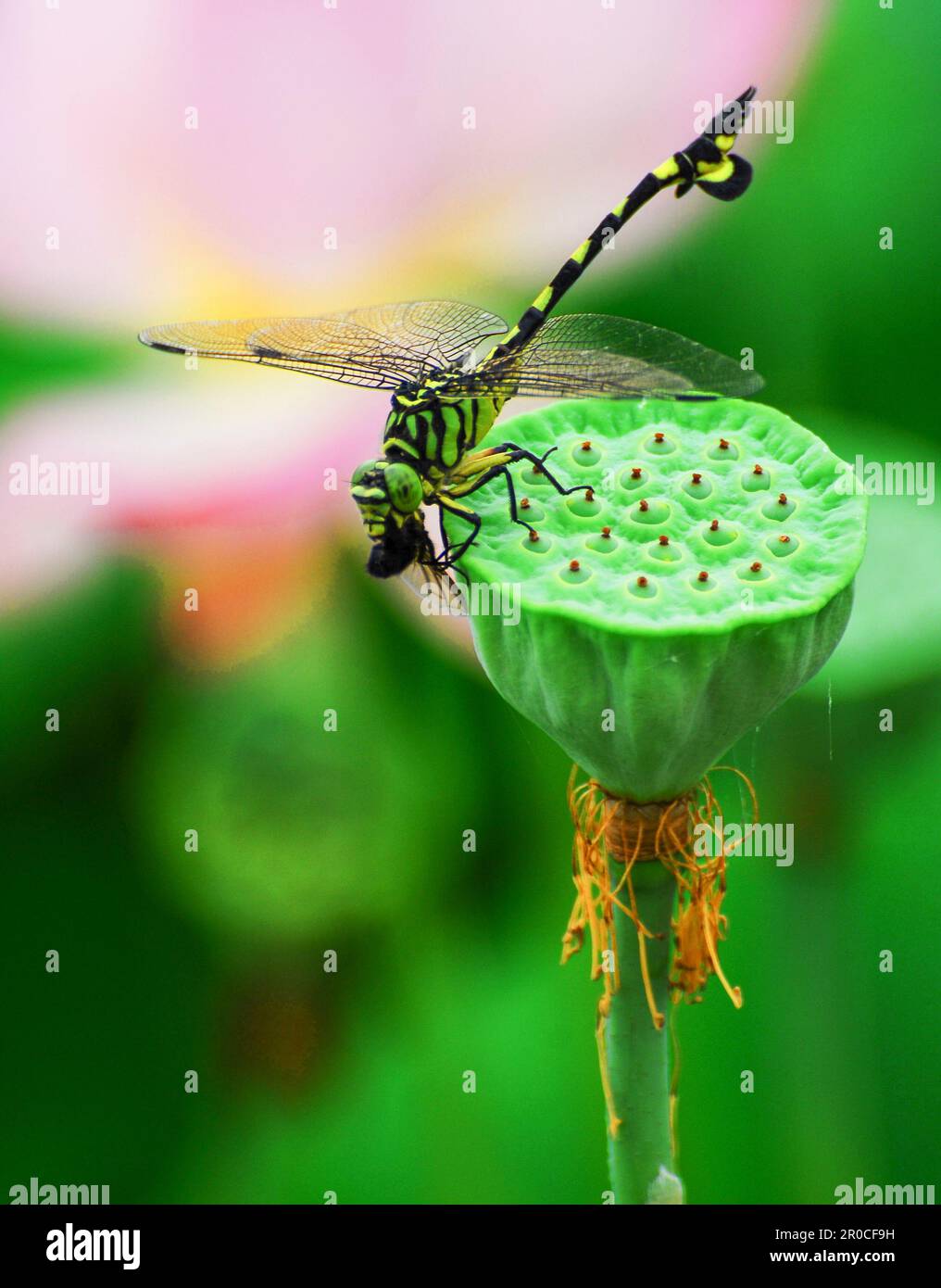 dragonfly lands on a lotus pod Stock Photo - Alamy