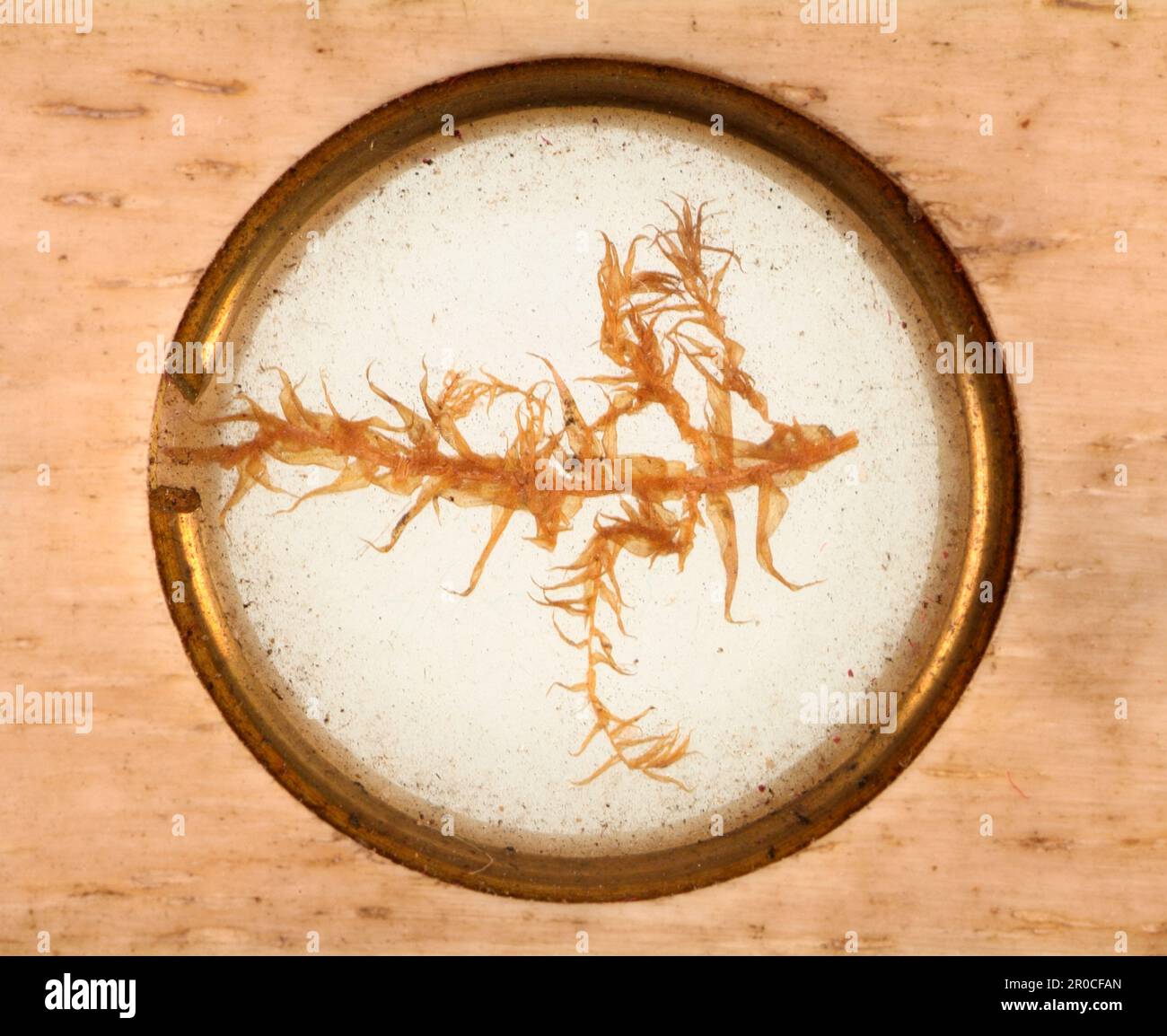 Culpepper Compound Microscope Slide, 18th Century. From microscope ...