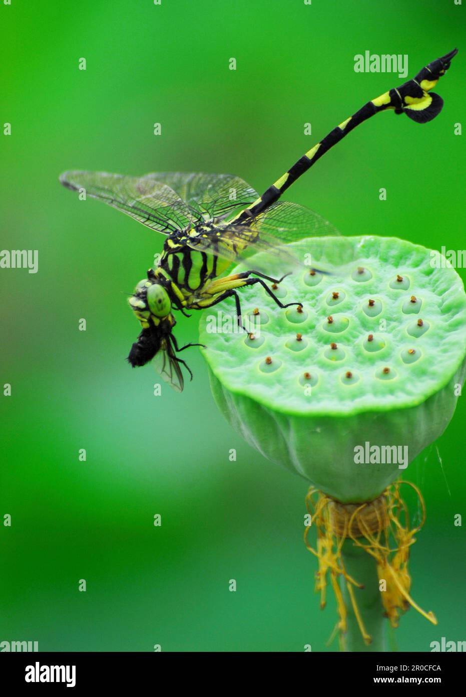 dragonfly lands on a lotus pod Stock Photo - Alamy