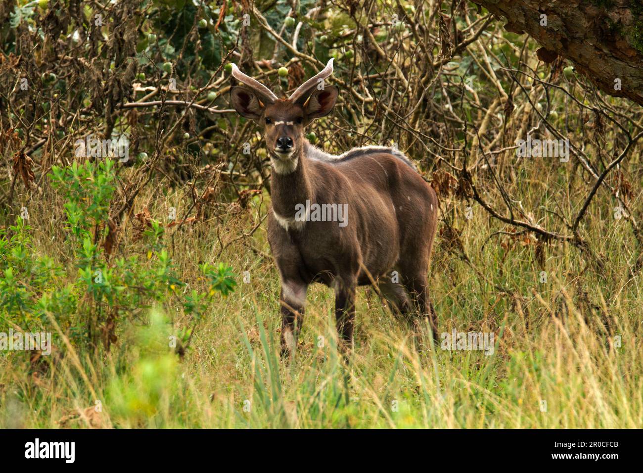 Male mountain nyala (Tragelaphus buxtoni) at Gaysay grasslands, Bale Mountains National Park ...