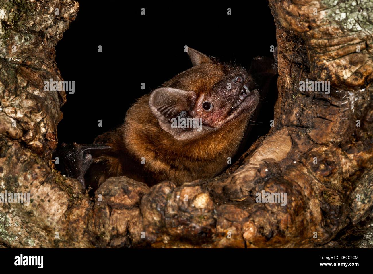 noctule bat; Nyctalis noctua; close up Stock Photo - Alamy