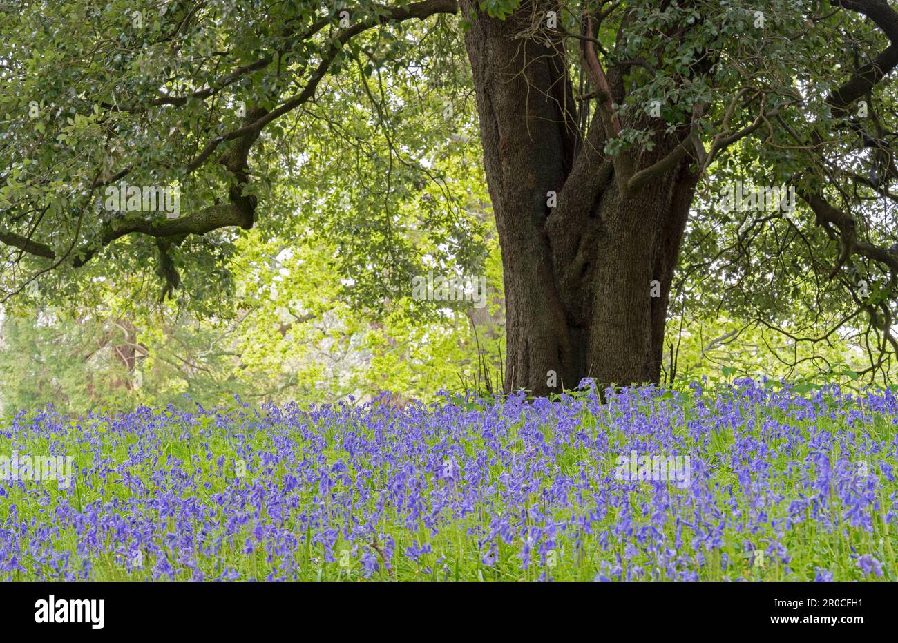 Bluebells at Roydon Woods, New Forest, Hampshire, UK Stock Photo - Alamy