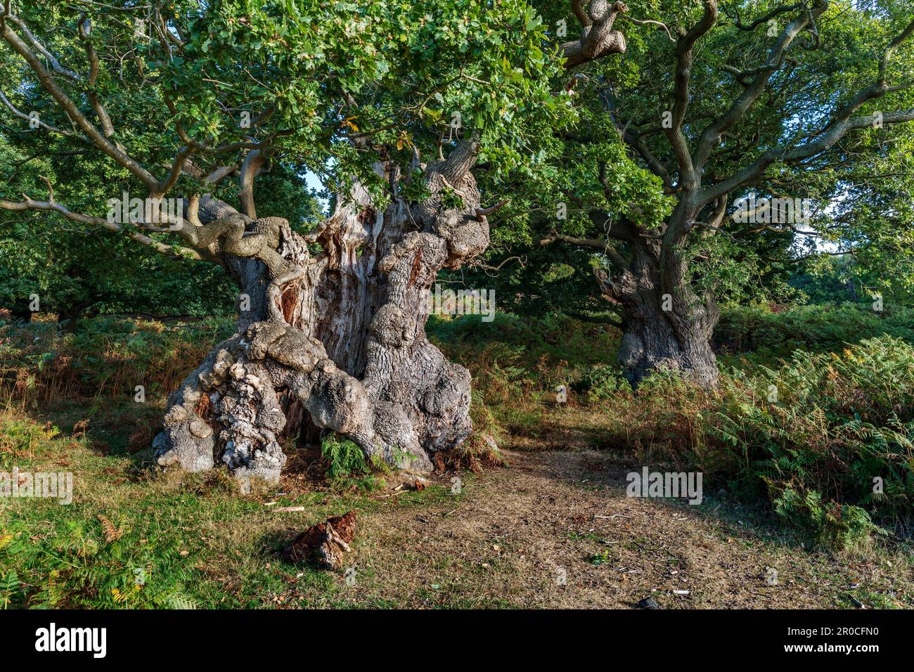 Old gnarled oak tree hi-res stock photography and images - Alamy
