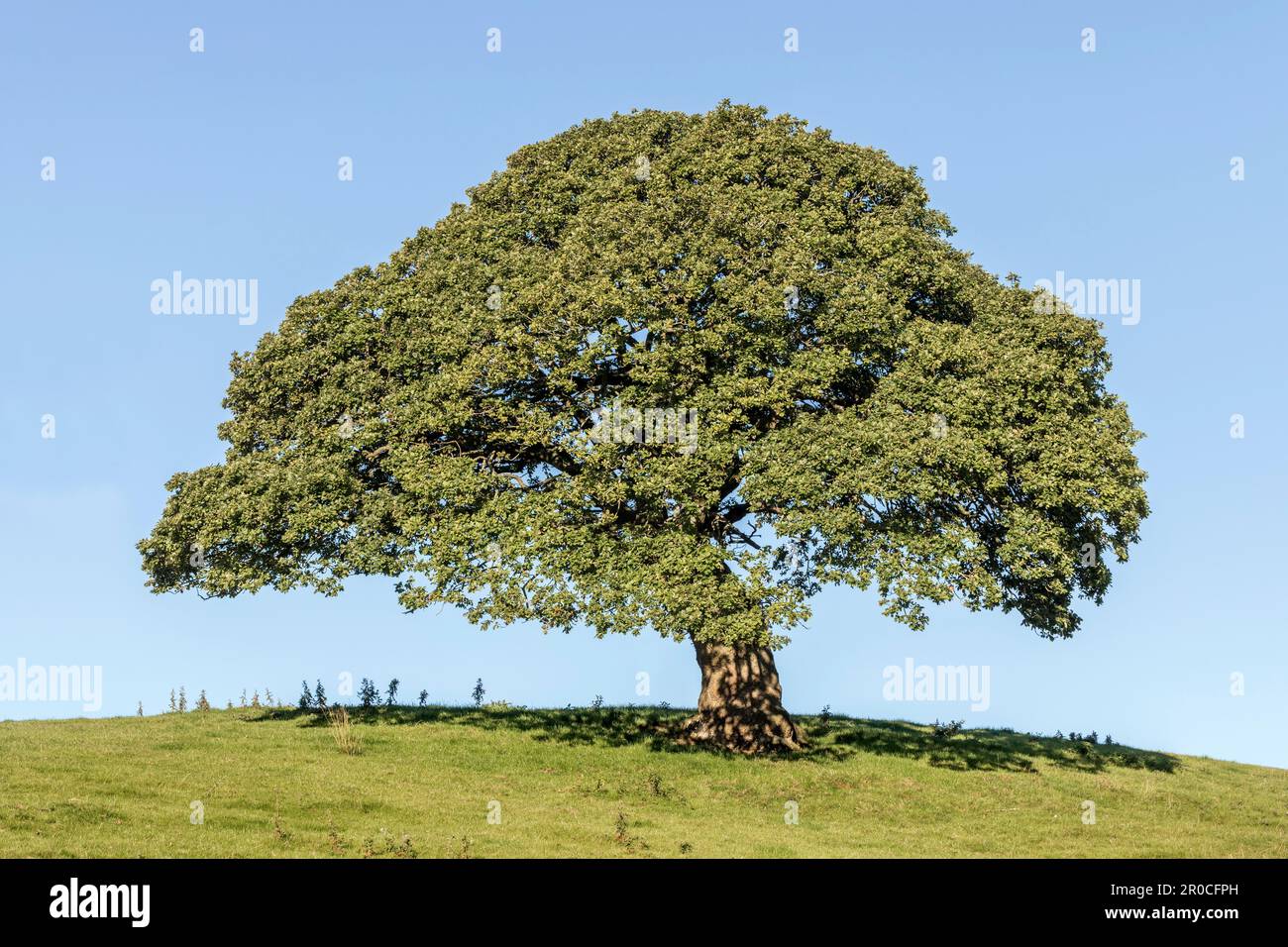 Oak; Quercus robur; Tree; Yorkshire; UK Stock Photo - Alamy