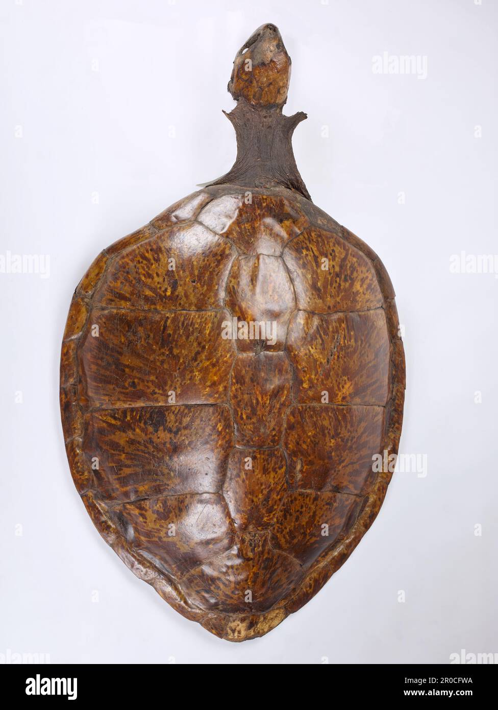 2008.0217.. Sea Turtle. Sea turtle remains - from the natural history ...