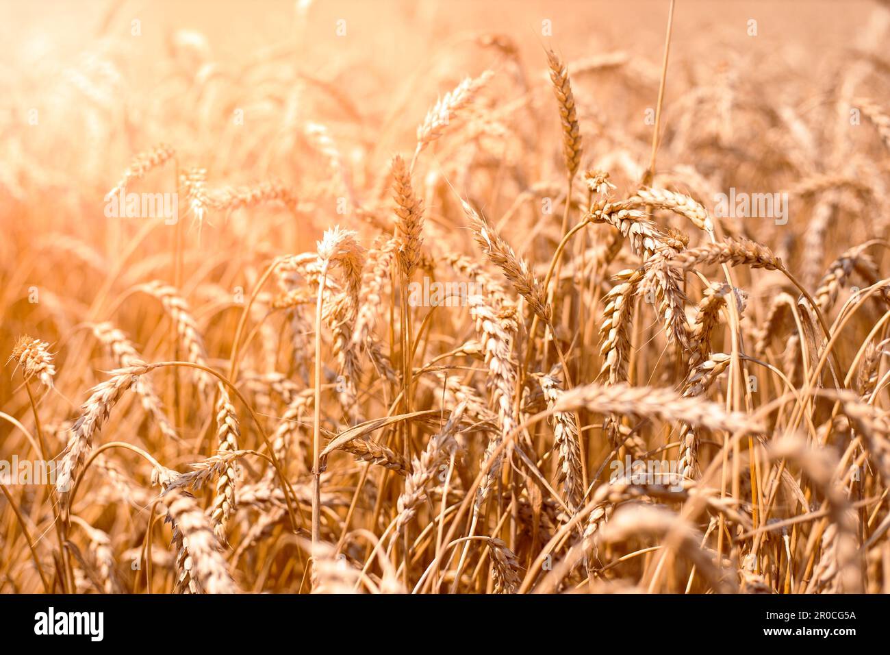 ears of ripe wheat bent under the rays of the sun. Rich agricultural ...