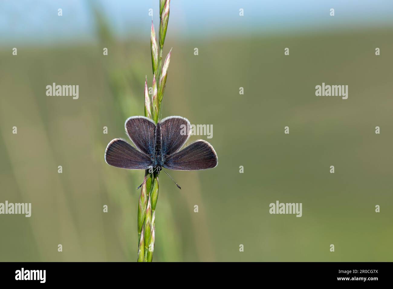 Small Blue Butterfly; Cupido minimus; Male; Upperside; UK Stock Photo ...