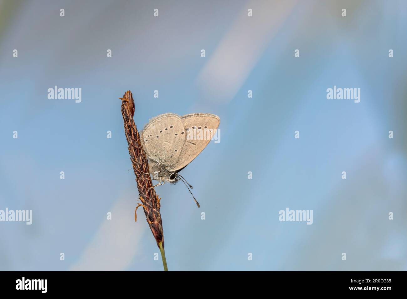 Small Blue Butterfly; Cupido minimus; Underside; UK Stock Photo - Alamy