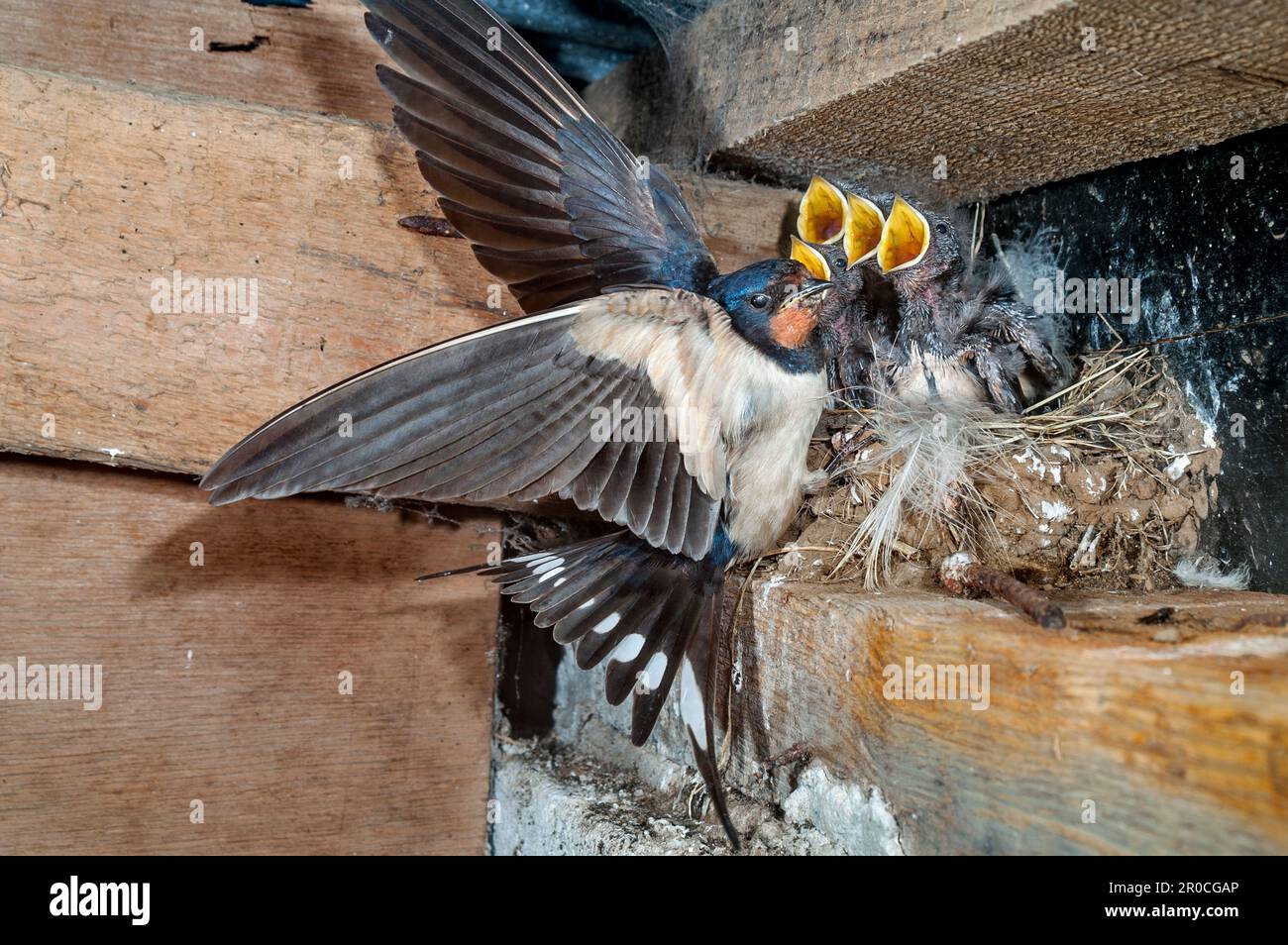 Adult bird with chicks hi-res stock photography and images - Alamy