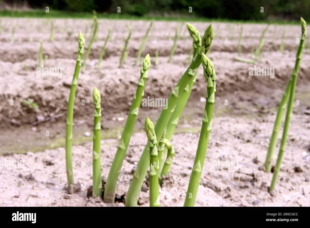 Asparagus, The Queen Of Vegetables Stock Photo - Alamy