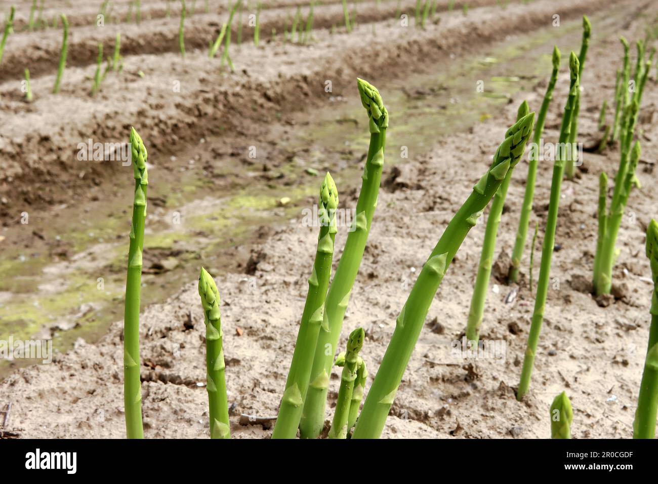 Asparagus, The Queen Of Vegetables Stock Photo - Alamy