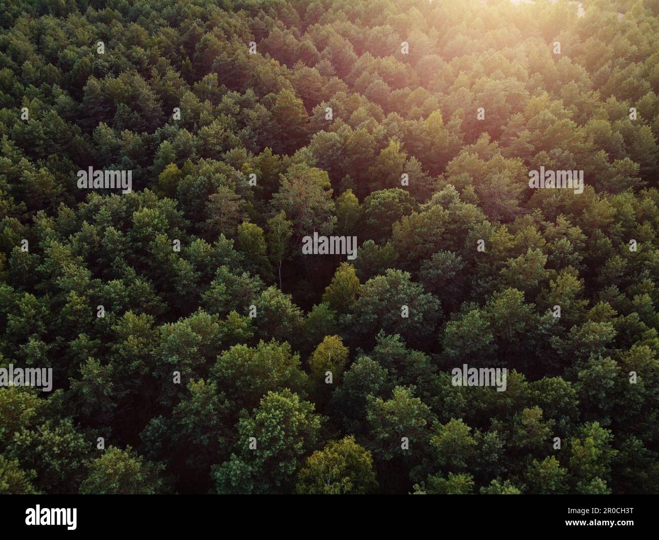 Aerial top view of mixed forest trees, ecosystem and healthy ...