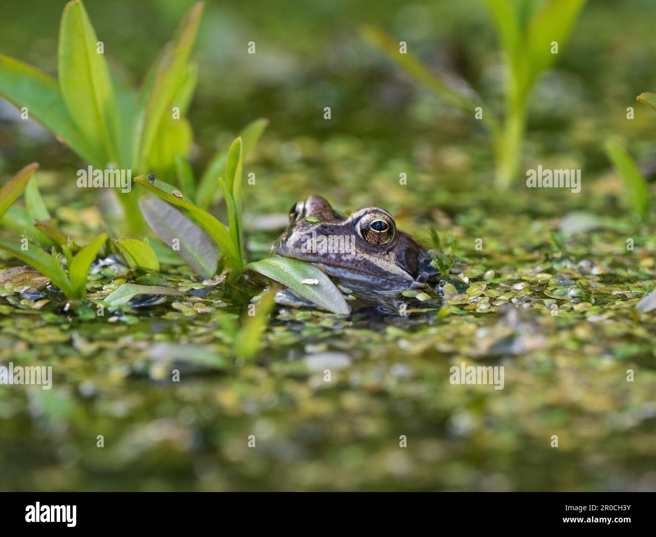 Common Frog Head in an Irban Poond Stock Photo - Alamy