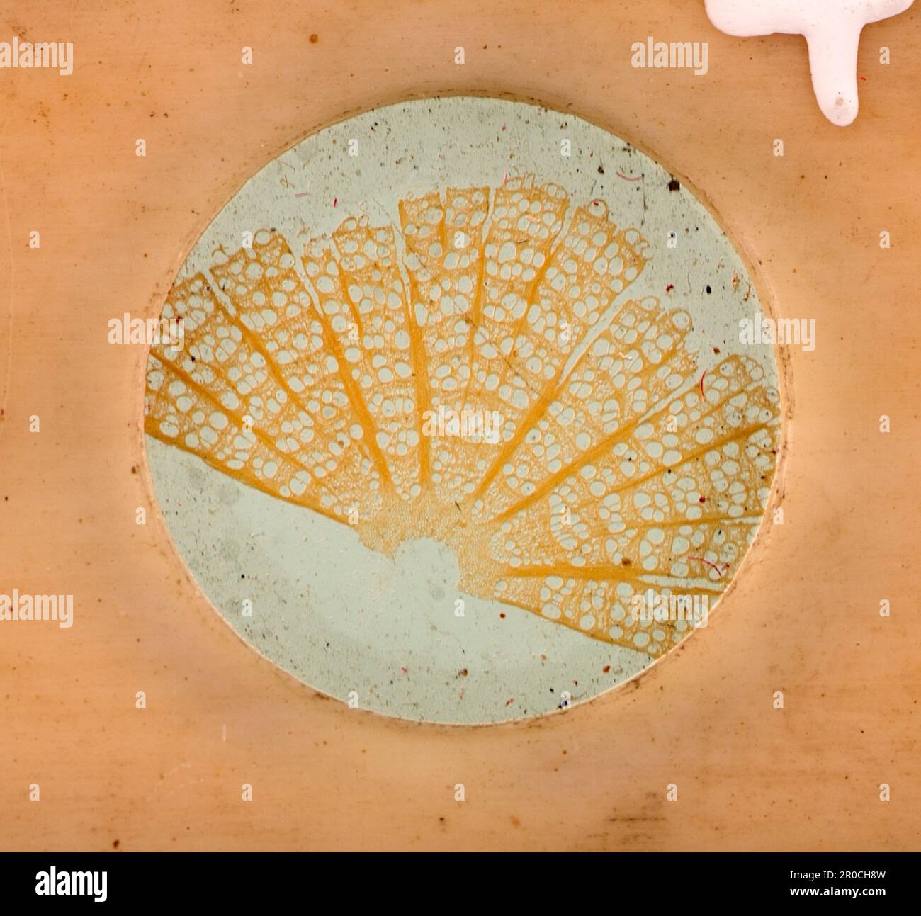 Compound Microscope Specimen Images