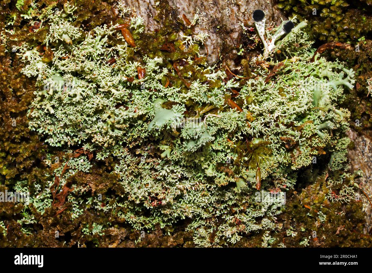 Moss with global distribution hi-res stock photography and images - Alamy
