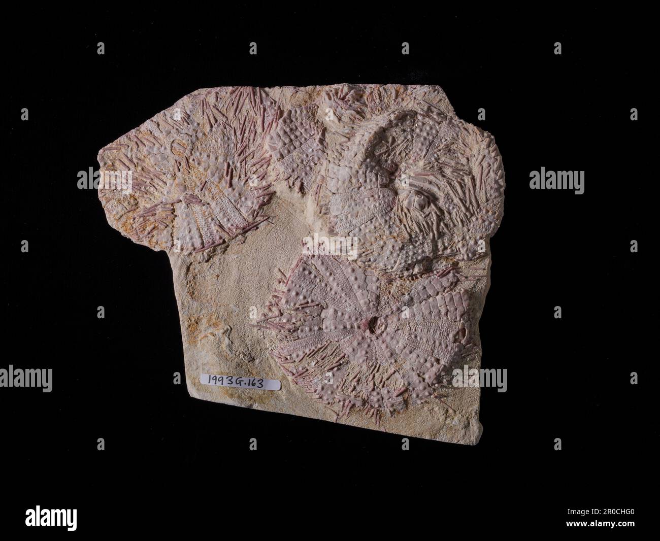 Echinoids hi-res stock photography and images - Alamy