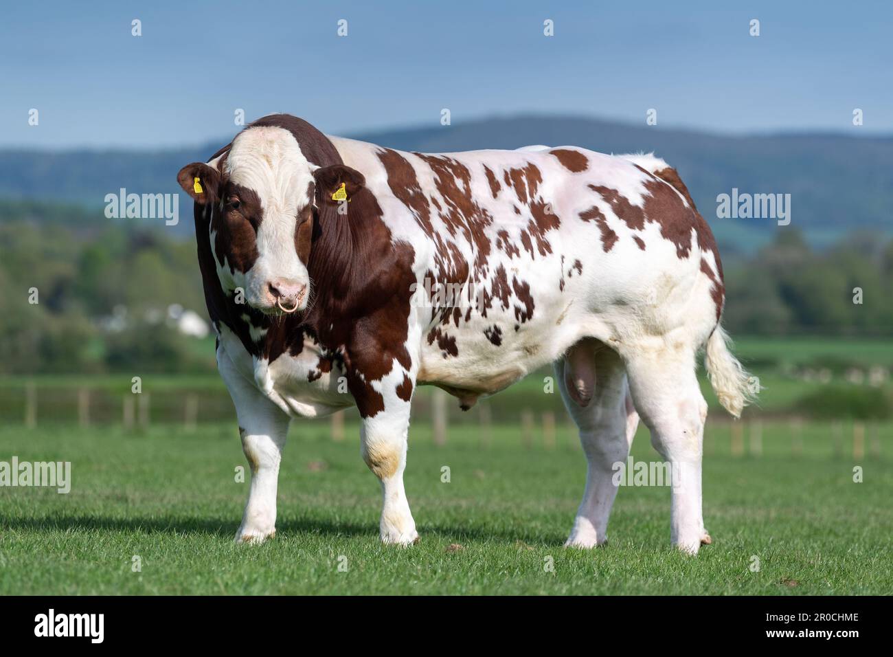 Muscled bull in field hi-res stock photography and images - Alamy