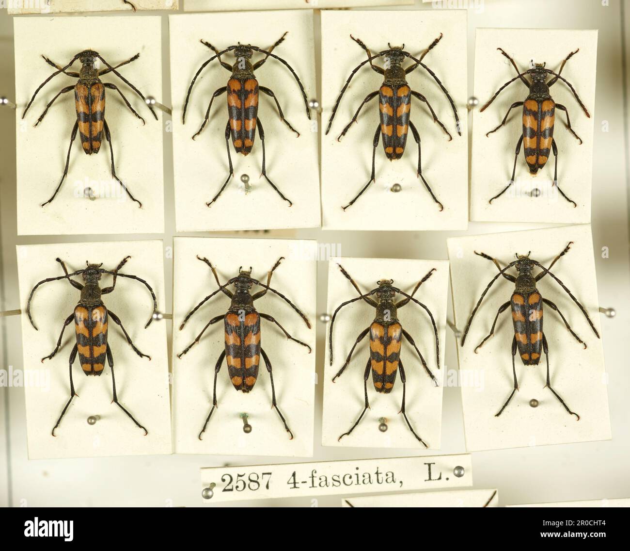 Natural History. Drawers containing specimens of insects Stock Photo ...