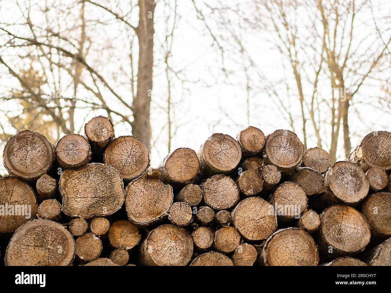 Many tree trunks on storage place. Background texture Stock Photo - Alamy