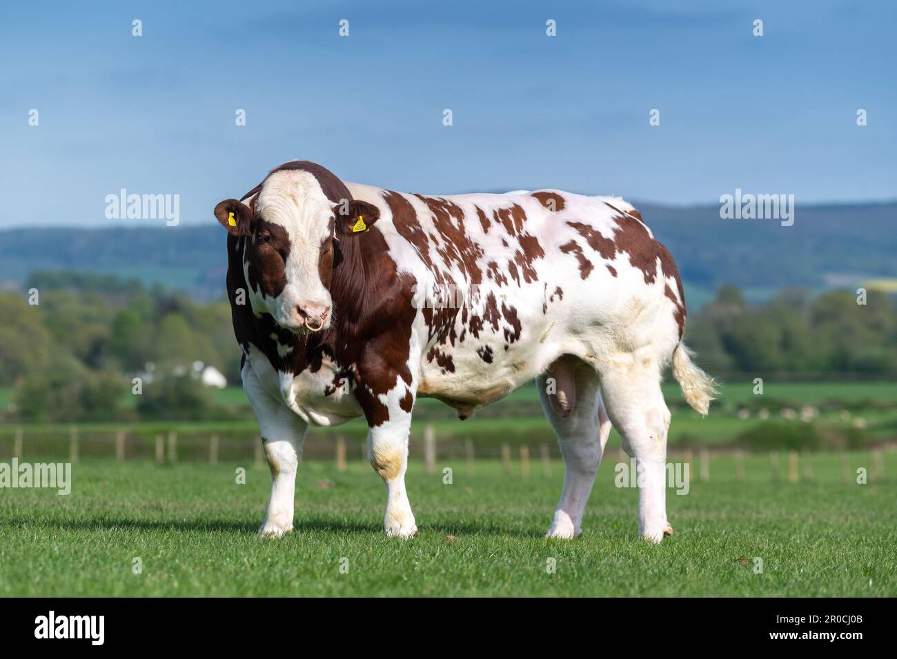 British Blue bull in field, Hereford. British Blues are a double ...