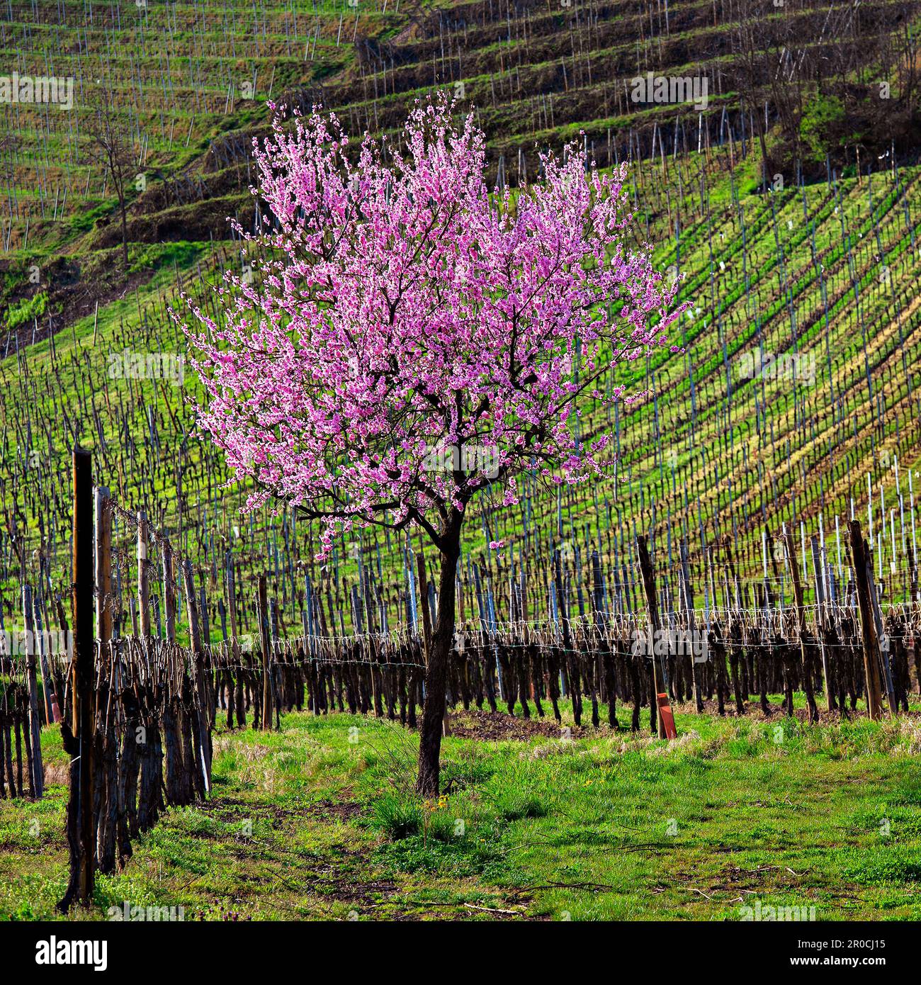 Alsace region vineyard hi-res stock photography and images - Alamy