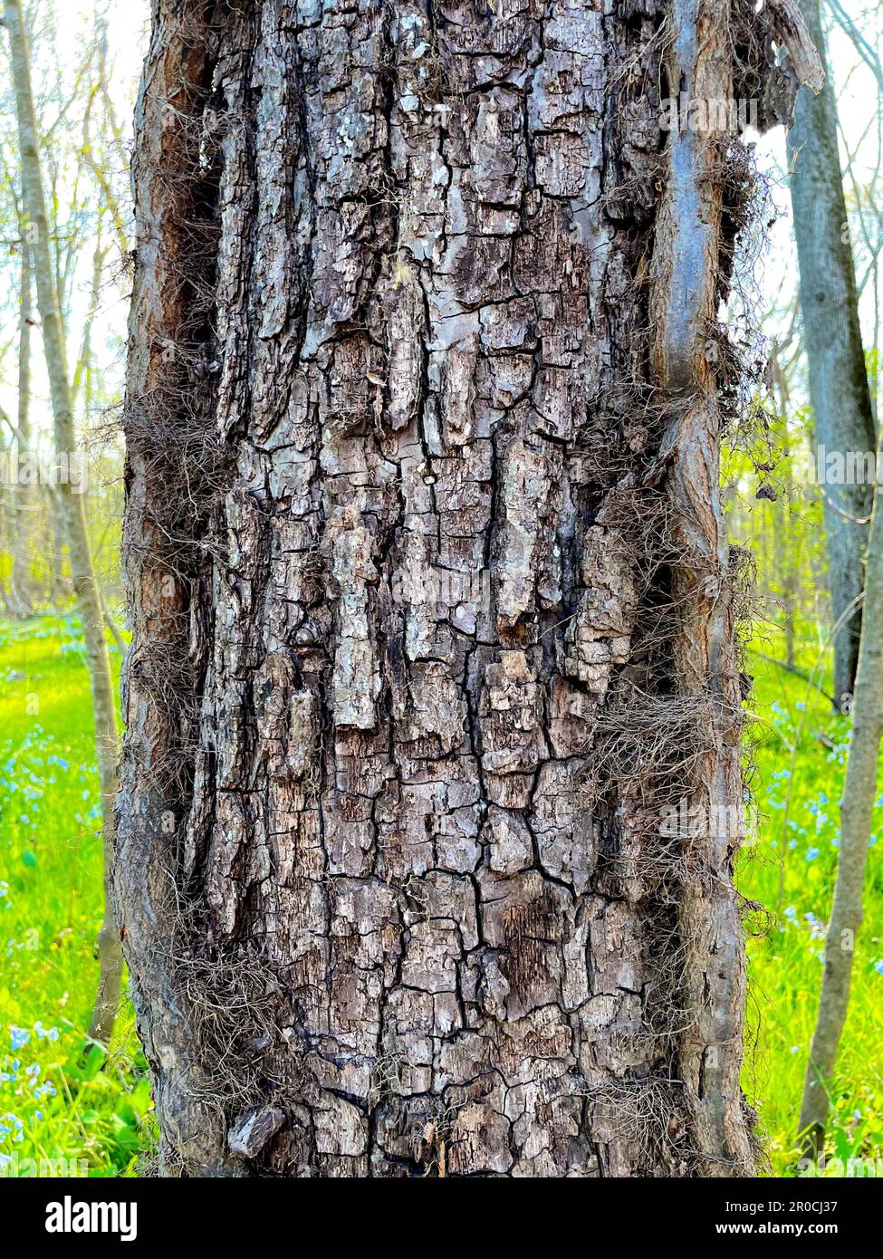 Mature poison ivy vines climb a tree in Bull Run Regional Park ...
