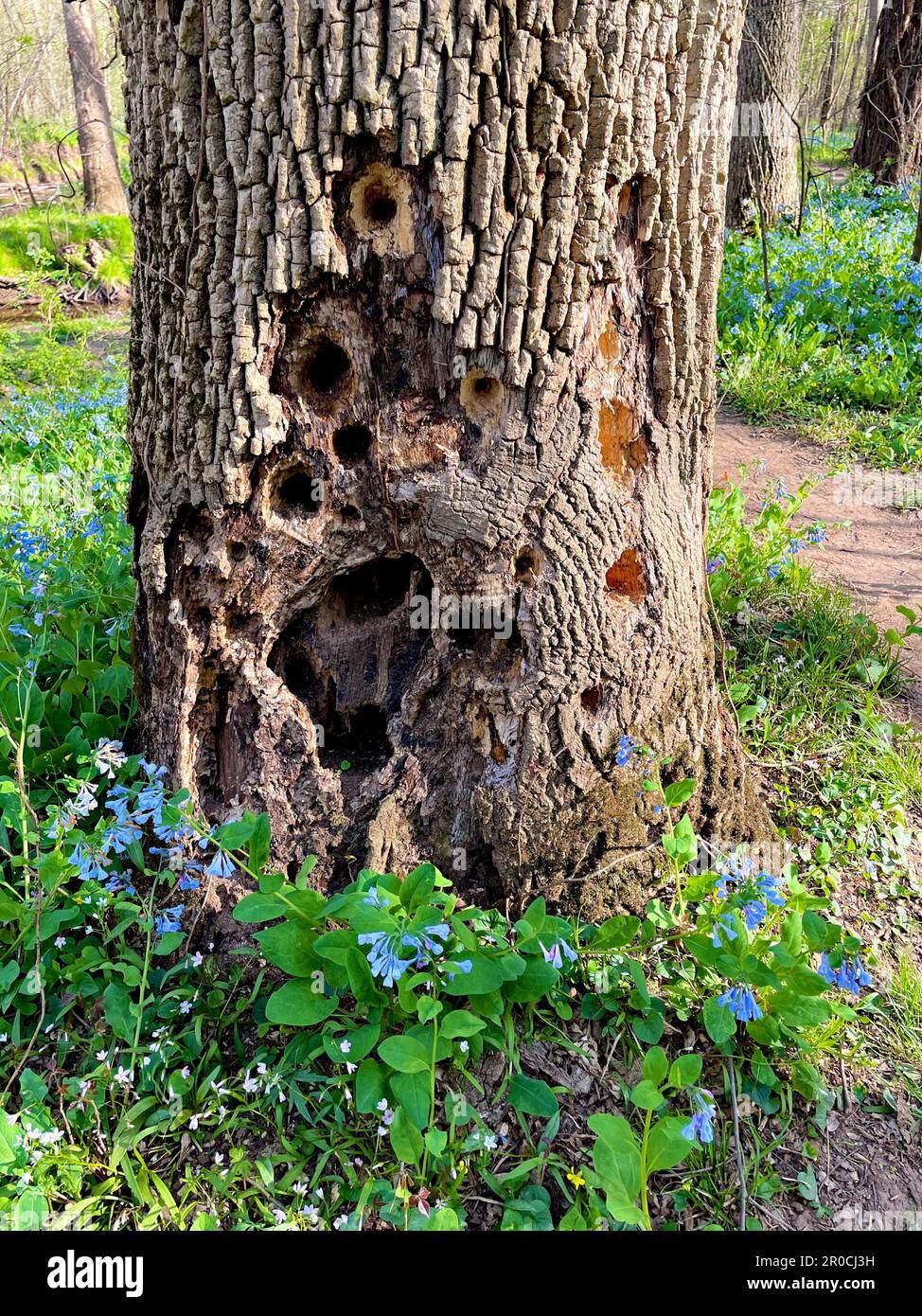 Multiple holes bored by woodpeckers cover the lower trunk of a mature ...