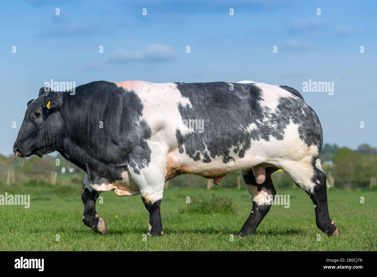 British Blue bull walking in a field. Hereford, UK Stock Photo - Alamy