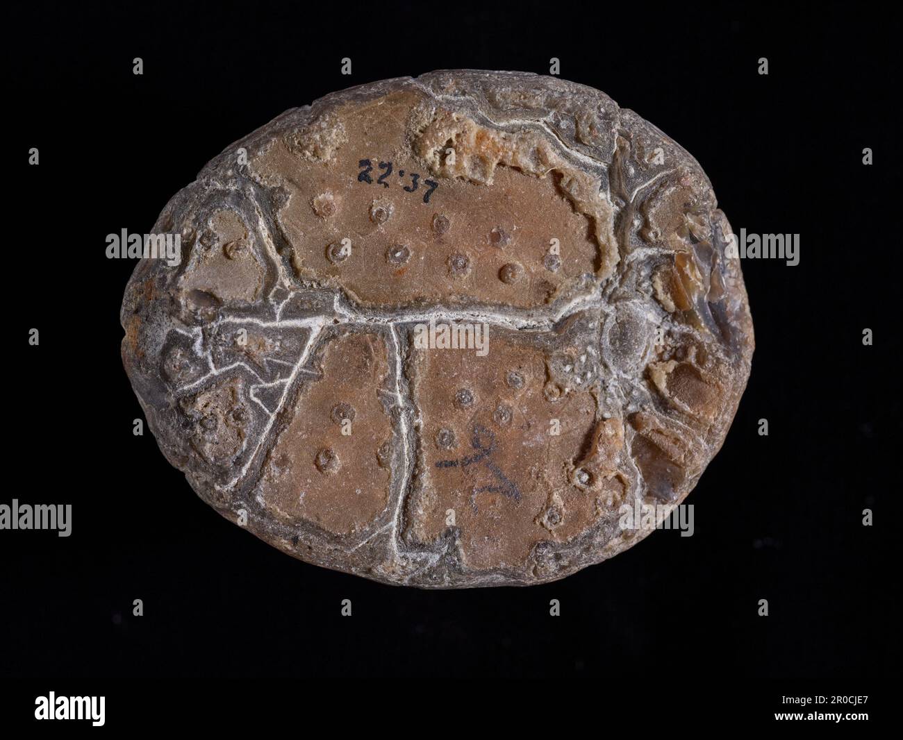 Echinocorys hi-res stock photography and images - Alamy