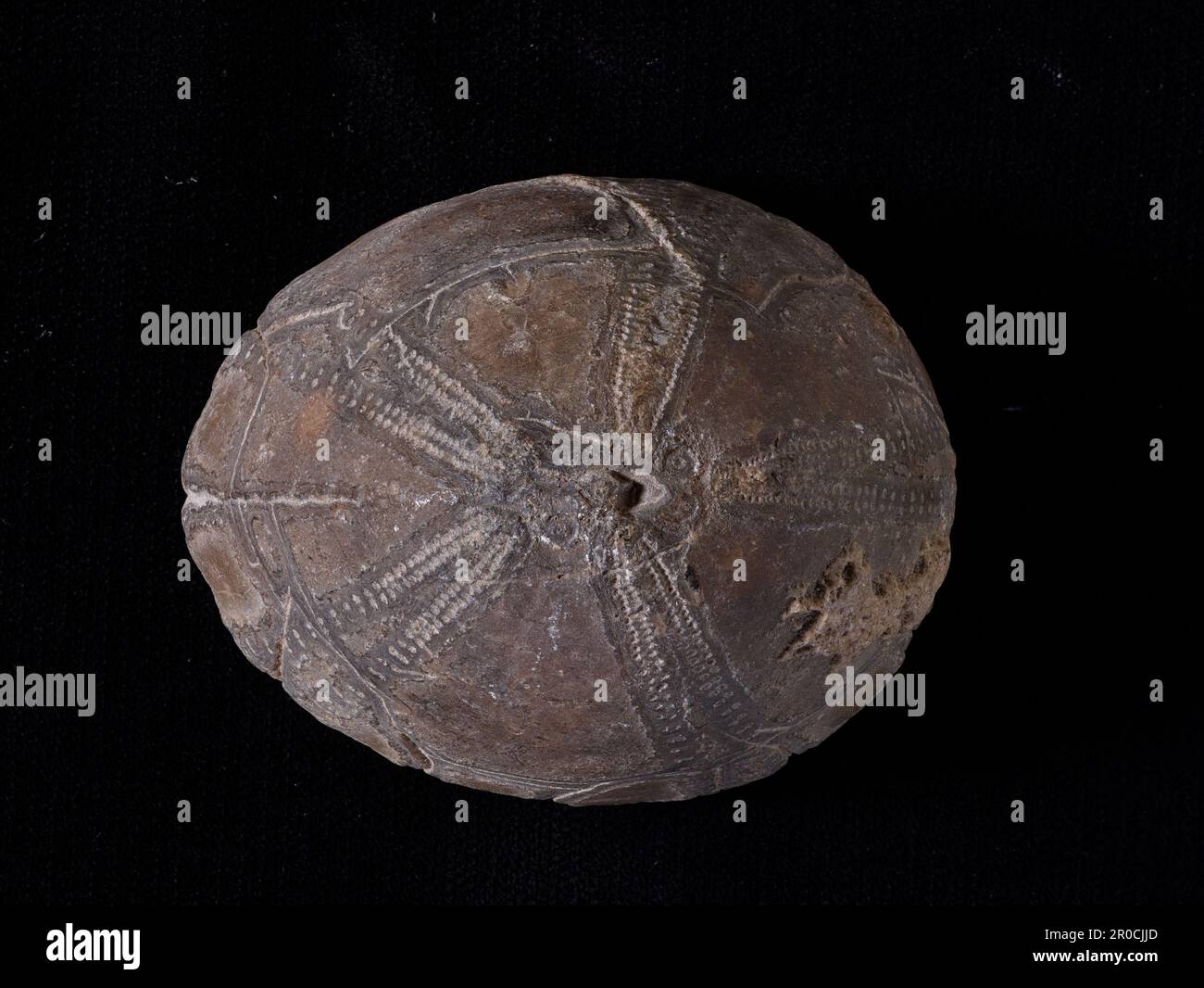 Fossil Echinoid, Echinocorys Scutata. Preserved in flint from the Upper ...