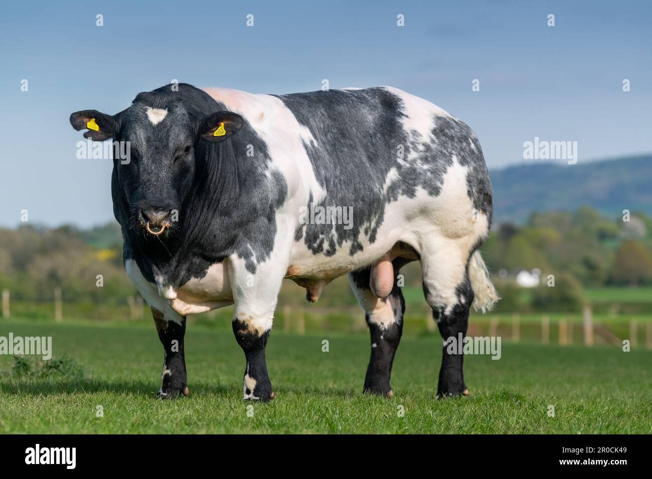 British Blue bull in field. British Blues are a double muscled beef ...
