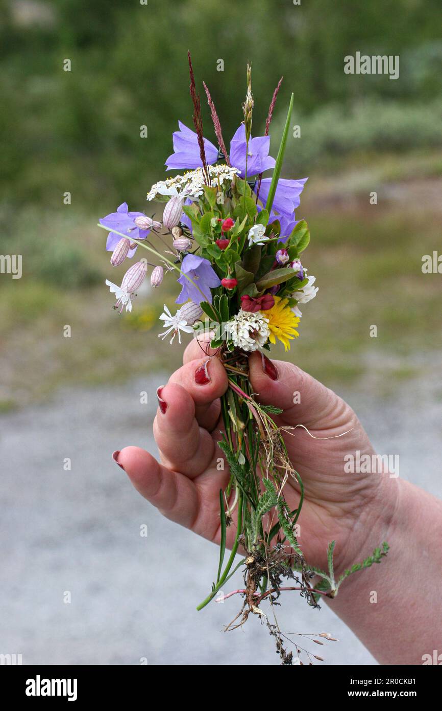 Wild flowers norway hi-res stock photography and images - Alamy