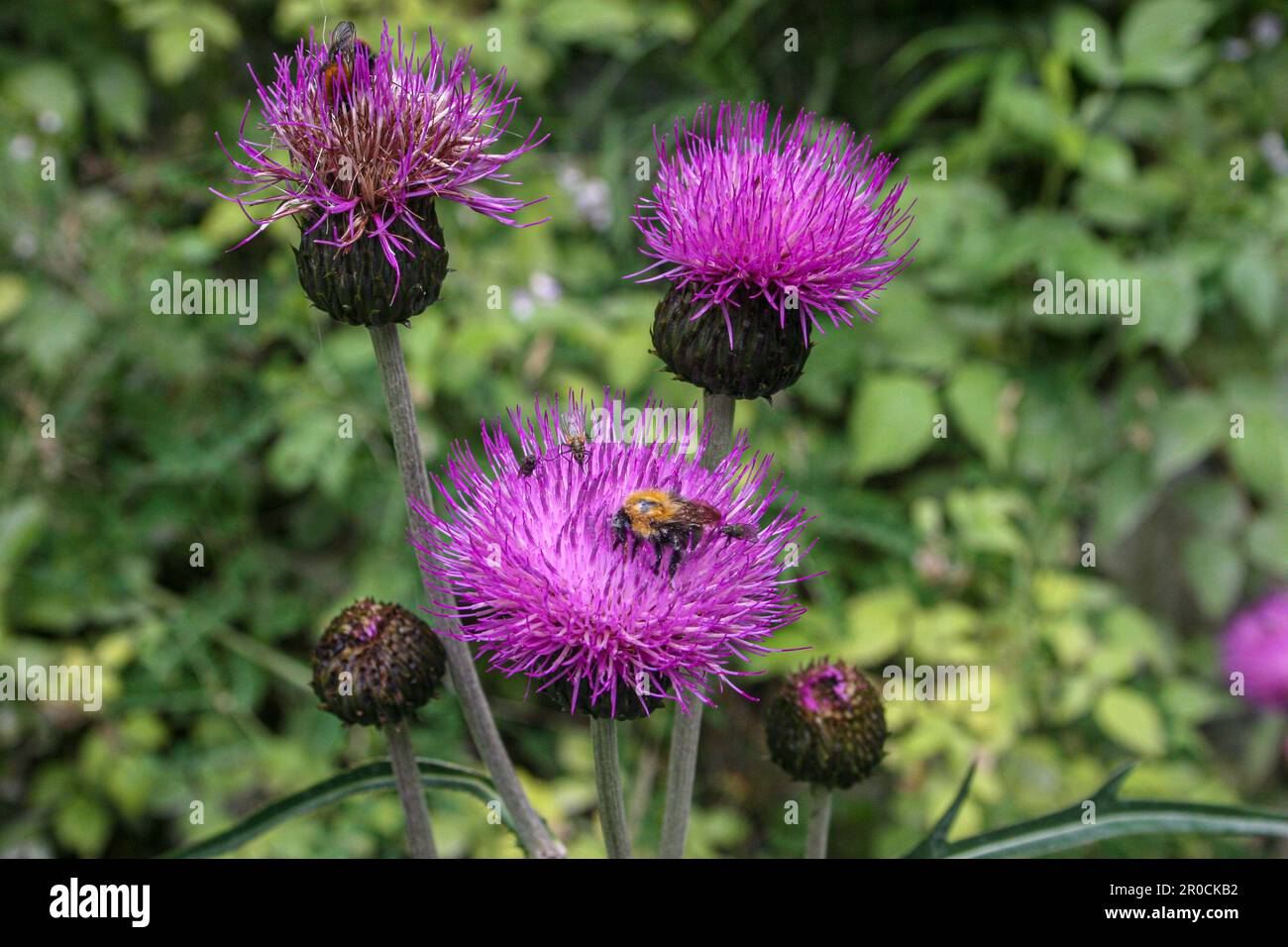 Purple thistle flower plant with visiting bug, Norway Stock Photo - Alamy