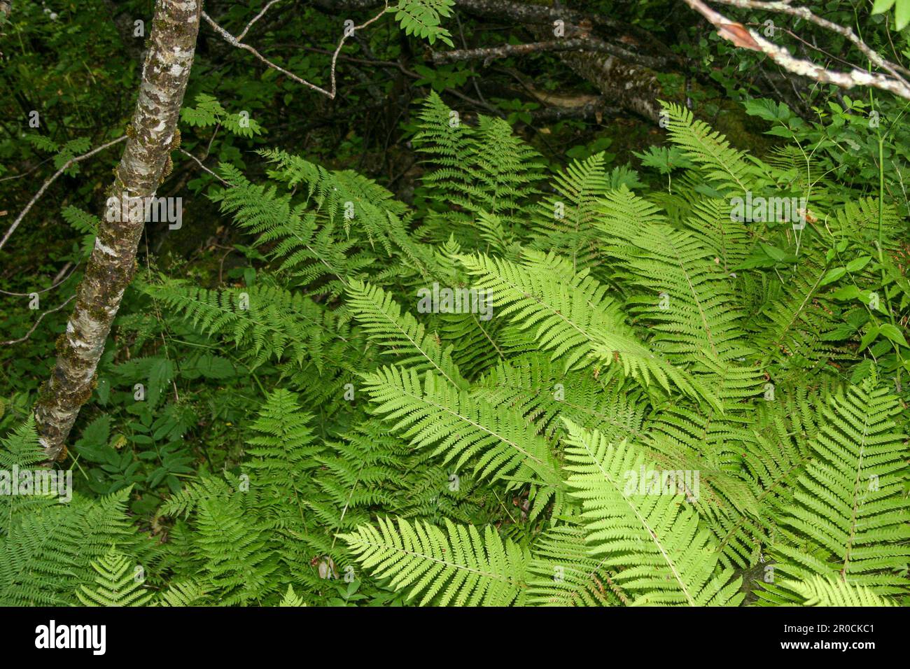 Tree ferns photographed hi-res stock photography and images - Alamy