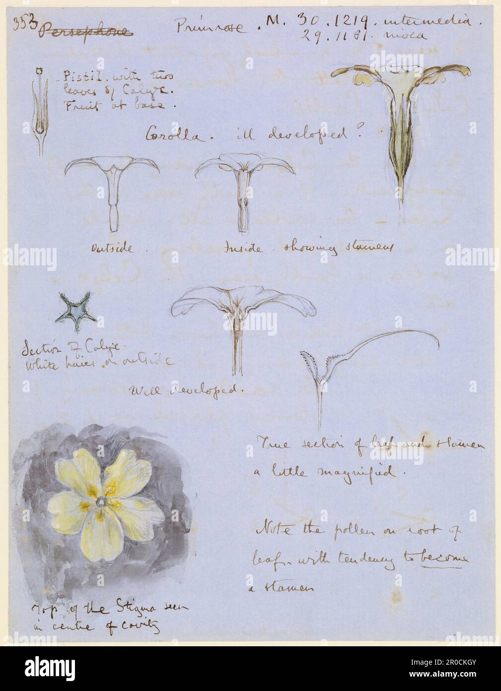 Eight Studies of a Primrose/Botanical Notes and Diagrams, 1879. By John ...