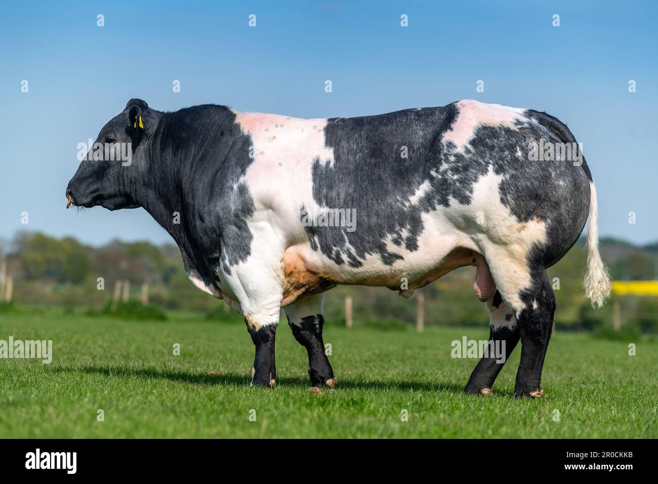 British Blue bull in field. British Blues are a double muscled beef ...
