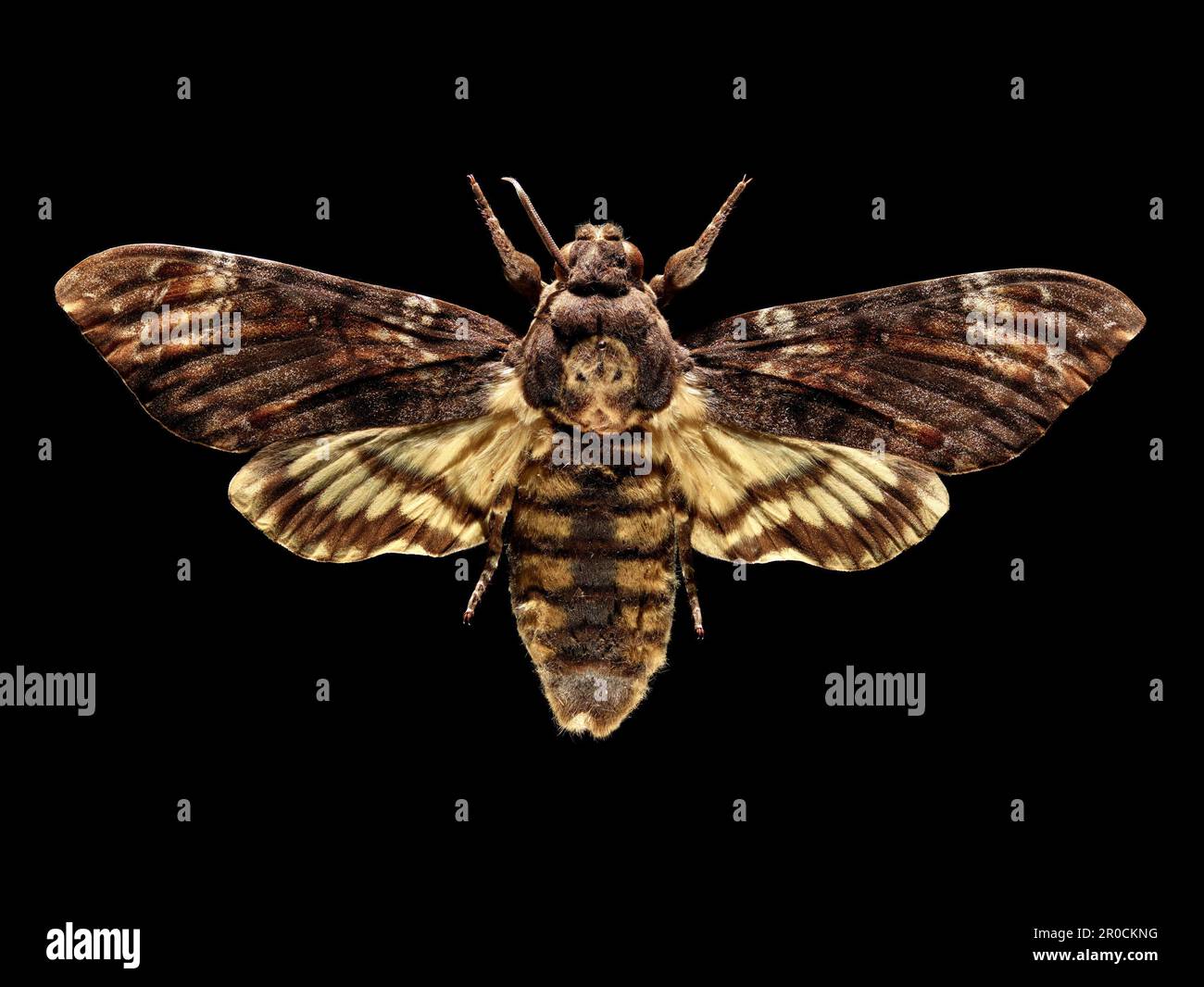 Death's Head Hawk Moth, Acherontia atropos Stock Photo - Alamy