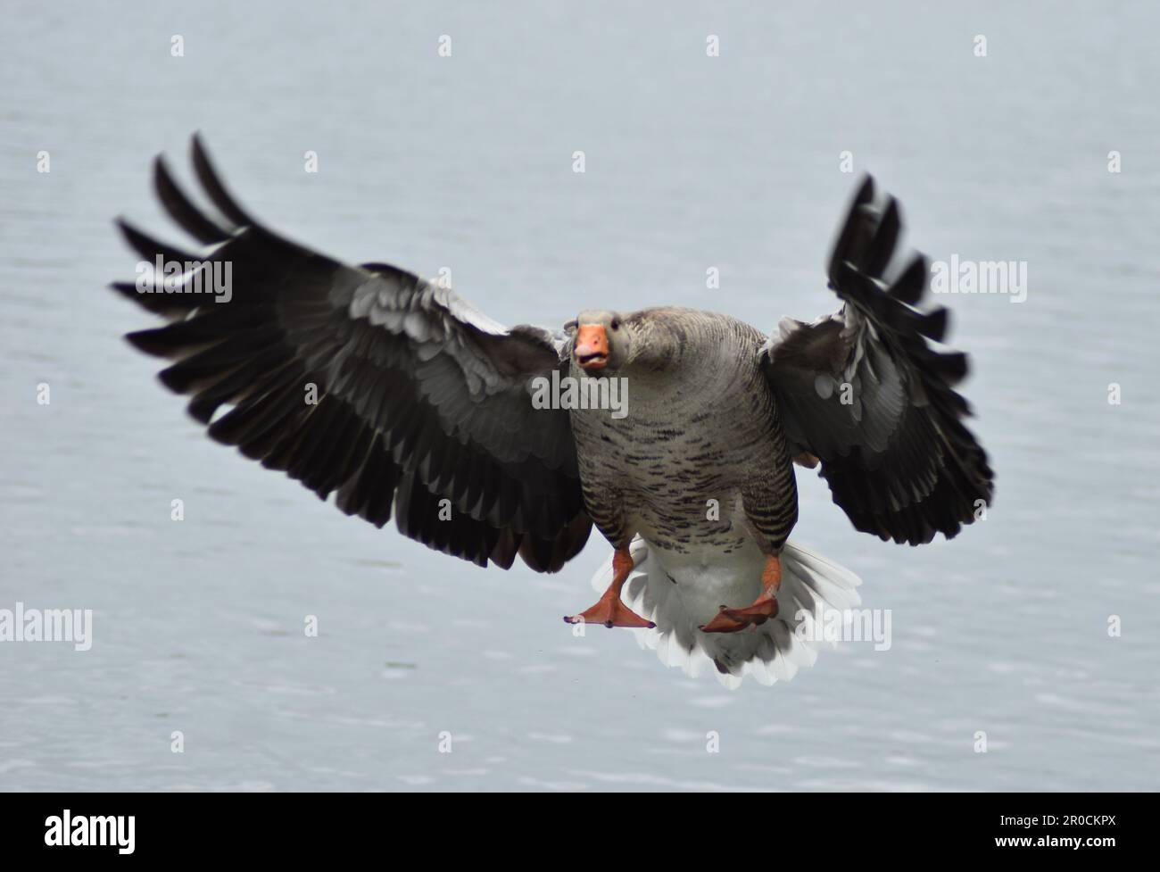 Grey goose in flight hi-res stock photography and images - Alamy