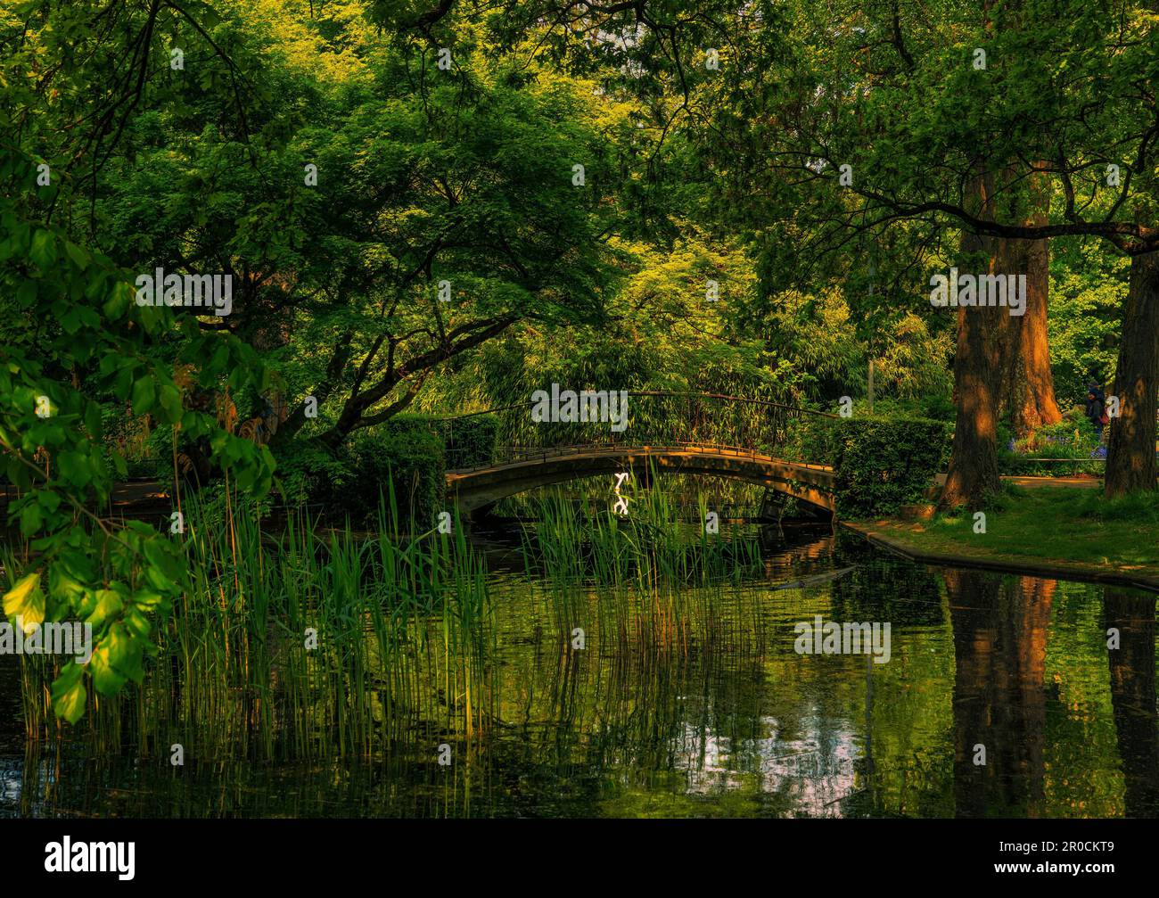 A picturesque scene of a small bridge spanning a river in a lush forest ...