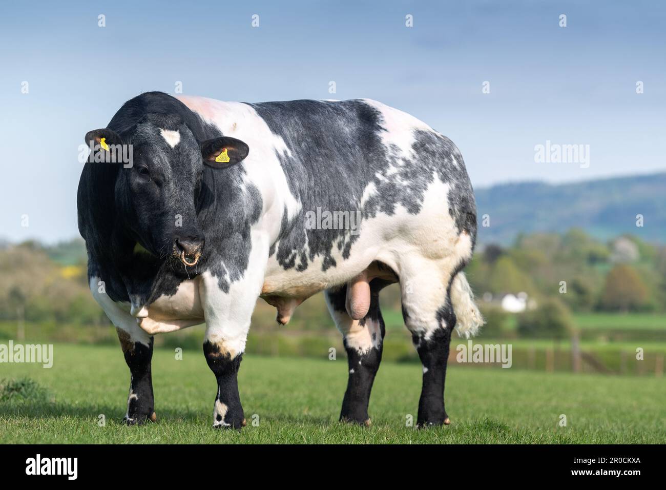 British Blue bull in field. British Blues are a double muscled beef ...