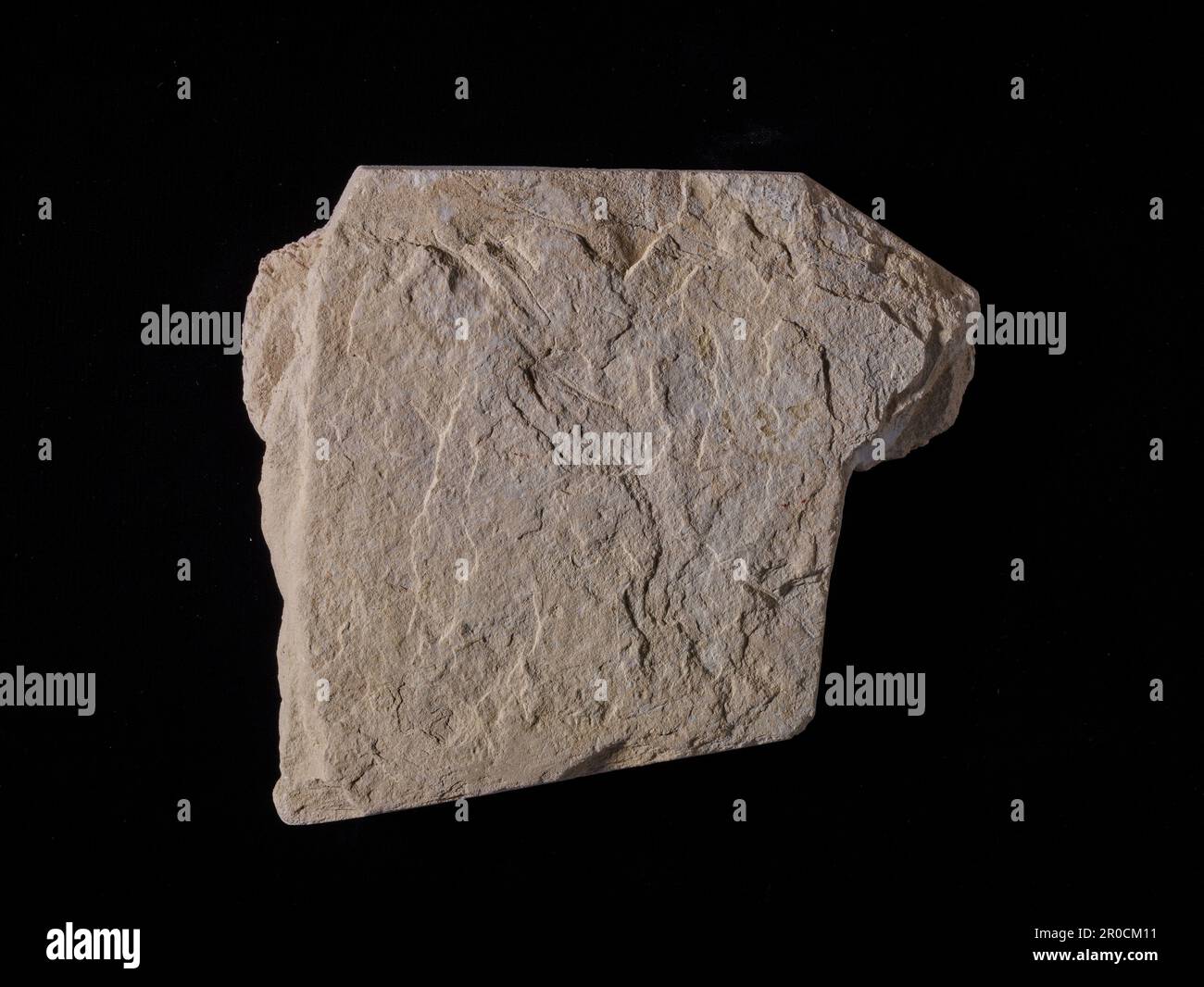 Echinoids hi-res stock photography and images - Alamy