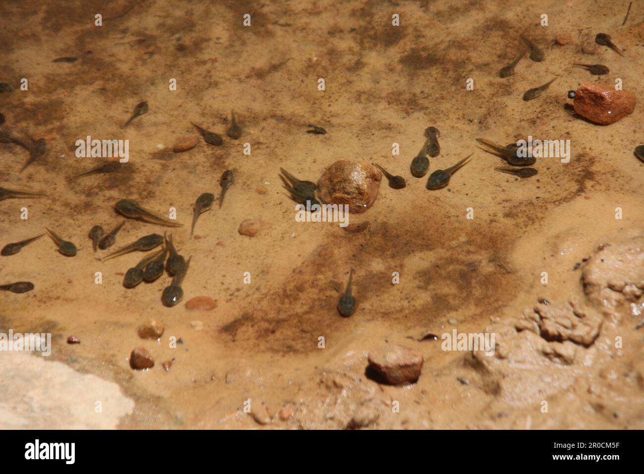 Tadpoles in a water puddle photographed at Zion National Park is an ...
