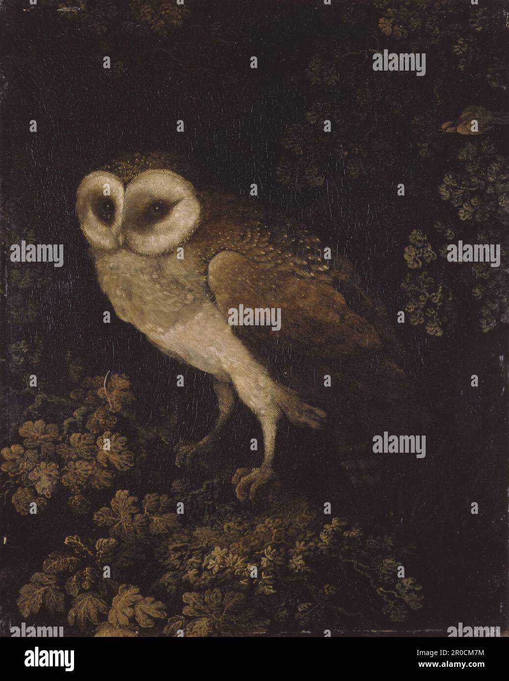 An Owl, 1780-1790. By Moses Haughton Stock Photo - Alamy