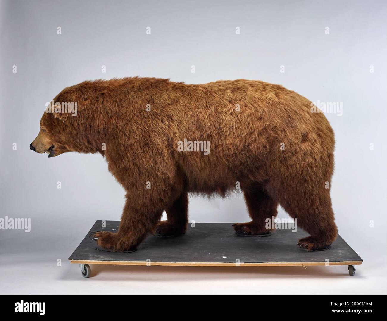 Brown Bear taxidermy. Brown Bear, Ursus arctos Stock Photo - Alamy