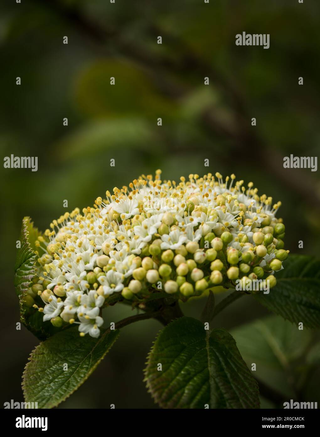 Wayfaring Tree(viburnum lantana),close up showing the white flowers ...