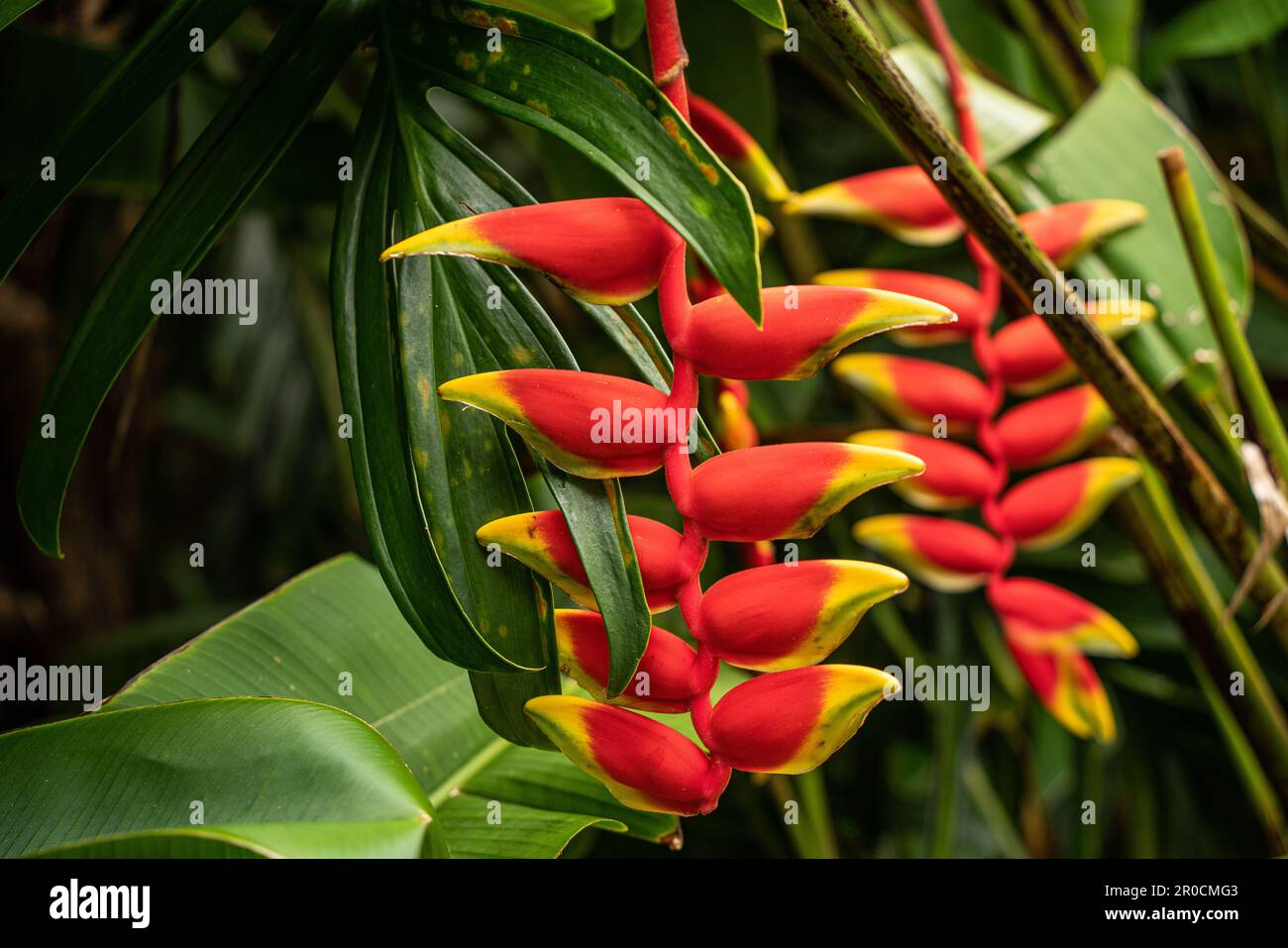 Fairchild Tropical Botanic Garden - Heliconia flowers. Neon-colored ...