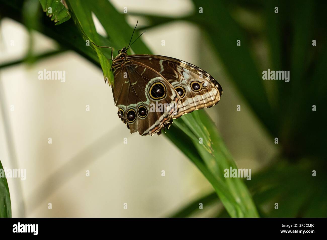 Fairchild Tropical Botanic Garden, Miami , Florida - exotic colorful ...