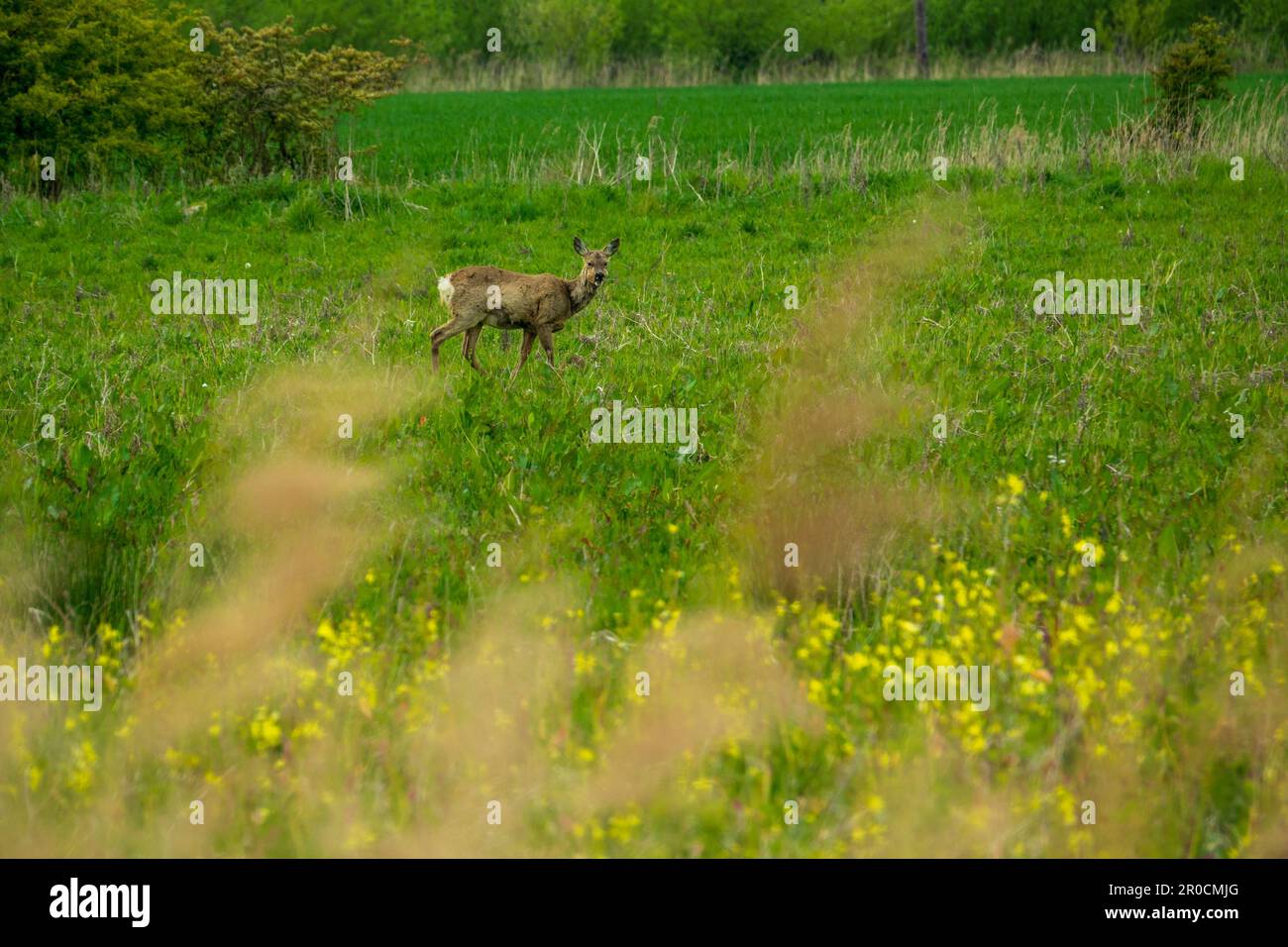 Uk england norfolk roe deer hi-res stock photography and images - Alamy