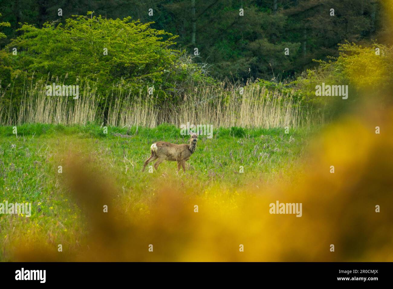 Uk england norfolk roe deer hi-res stock photography and images - Alamy